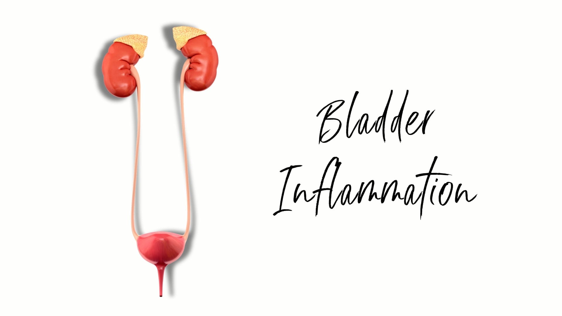 Medical Insights - ANF Academy