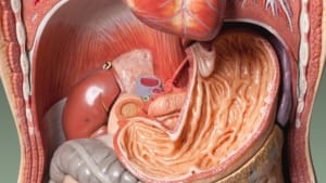 Inflammation of the Stomach: Causes, Symptoms, and Treatment - ANF Academy