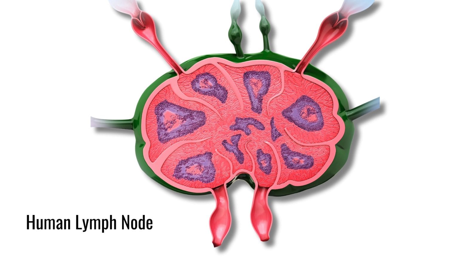 Can muscle strain cause swollen lymph nodes? - ANF Academy